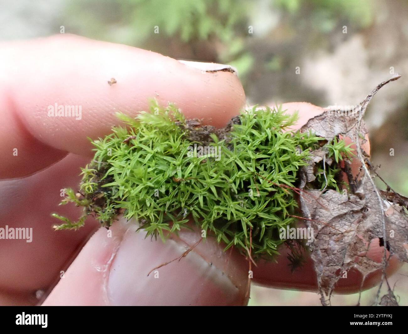Green-tufted Stubble Moss (Weissia controversa Stock Photo - Alamy