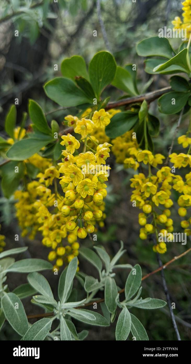 European barberry (Berberis vulgaris Stock Photo - Alamy