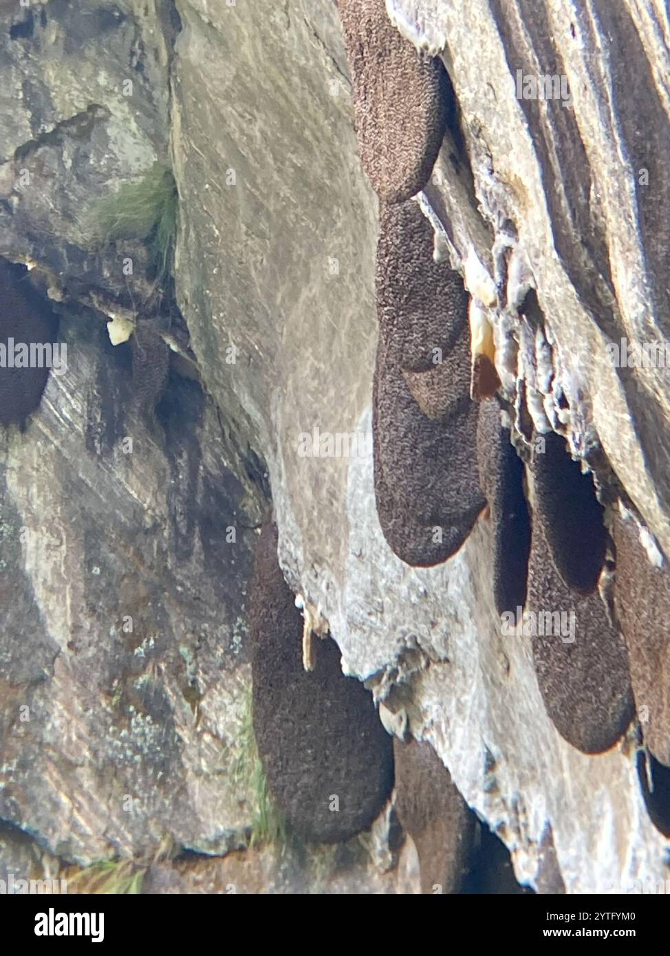 Giant Honey Bees (Megapis Stock Photo - Alamy