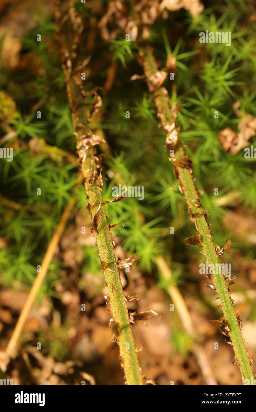 broad buckler-fern (Dryopteris dilatata Stock Photo - Alamy