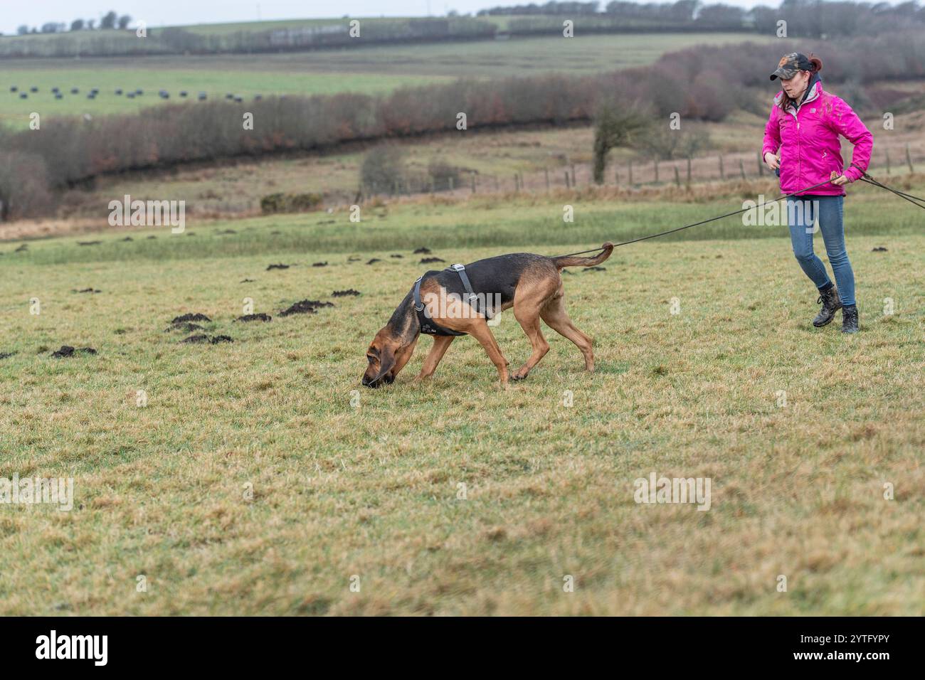 Search and rescue dog hi-res stock photography and images - Alamy