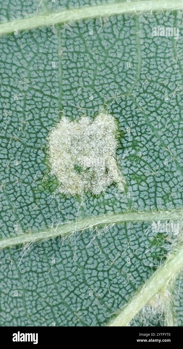 Lime felt gall mite hi-res stock photography and images - Alamy