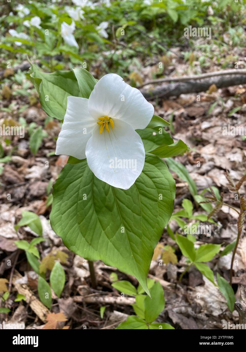 large white trillium (Trillium grandiflorum Stock Photo - Alamy