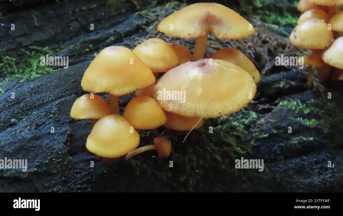 Orange mycena leaiana hi-res stock photography and images - Alamy