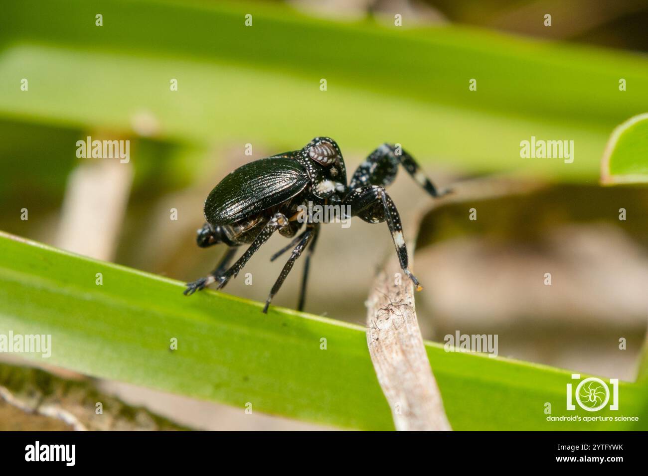 Black Leaf-leg (Phylloscelis atra Stock Photo - Alamy