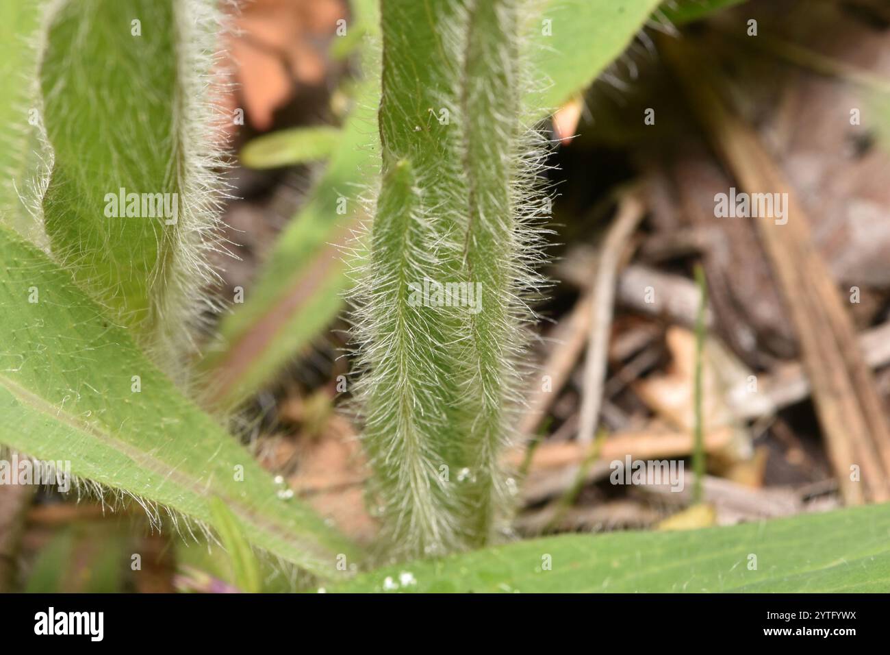 western hawkweed (Hieracium scouleri Stock Photo - Alamy