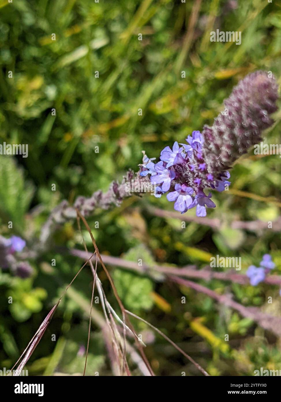 western vervain (Verbena lasiostachys Stock Photo - Alamy