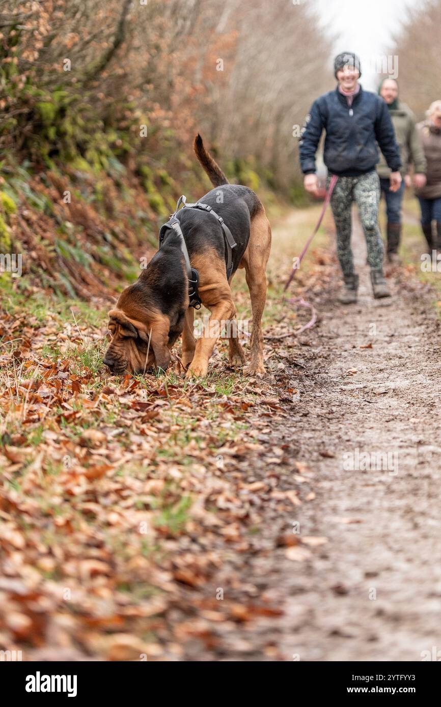 Search and rescue dog hi-res stock photography and images - Alamy