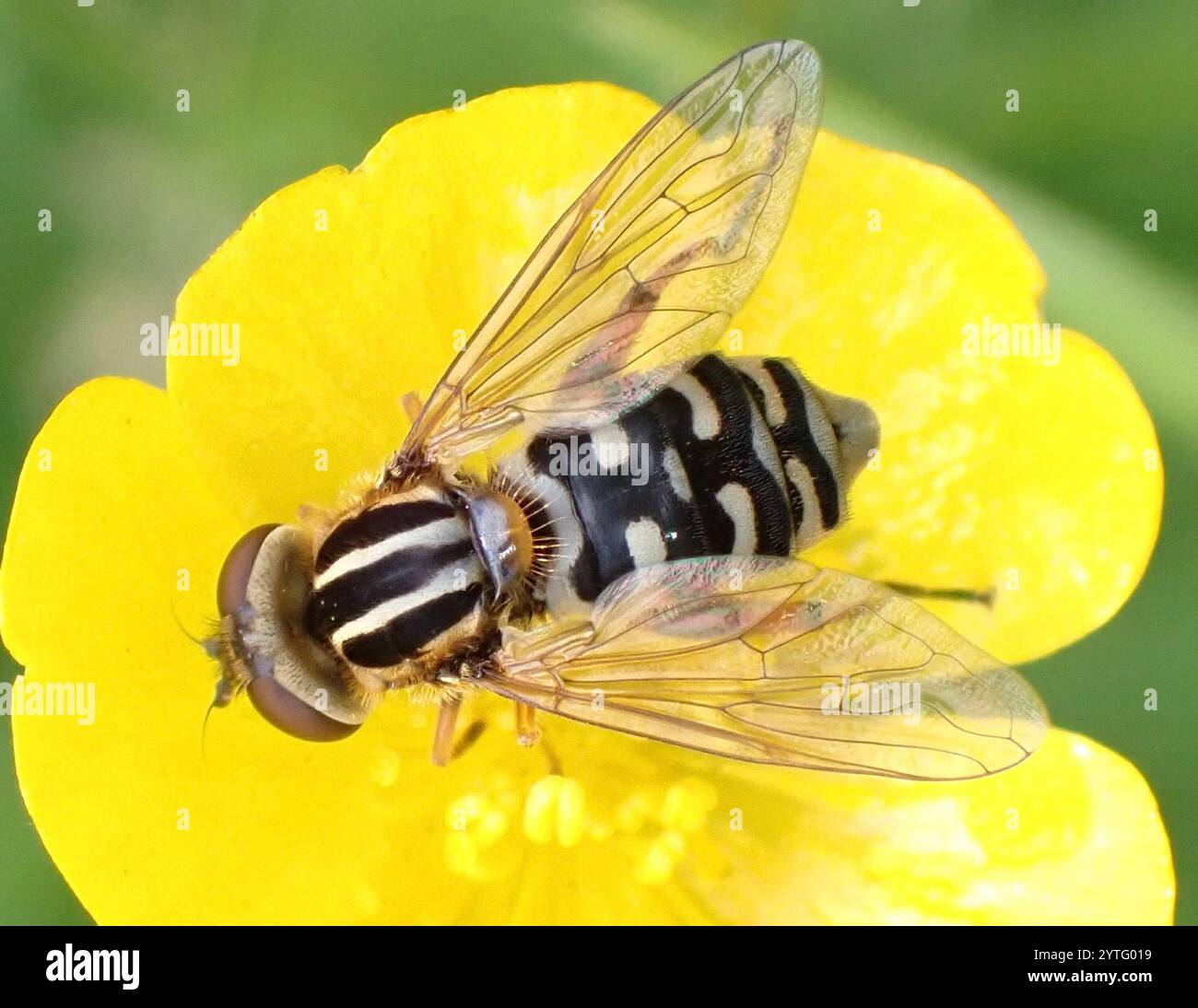 Striped Swamp Fly (Eurimyia lineata Stock Photo - Alamy