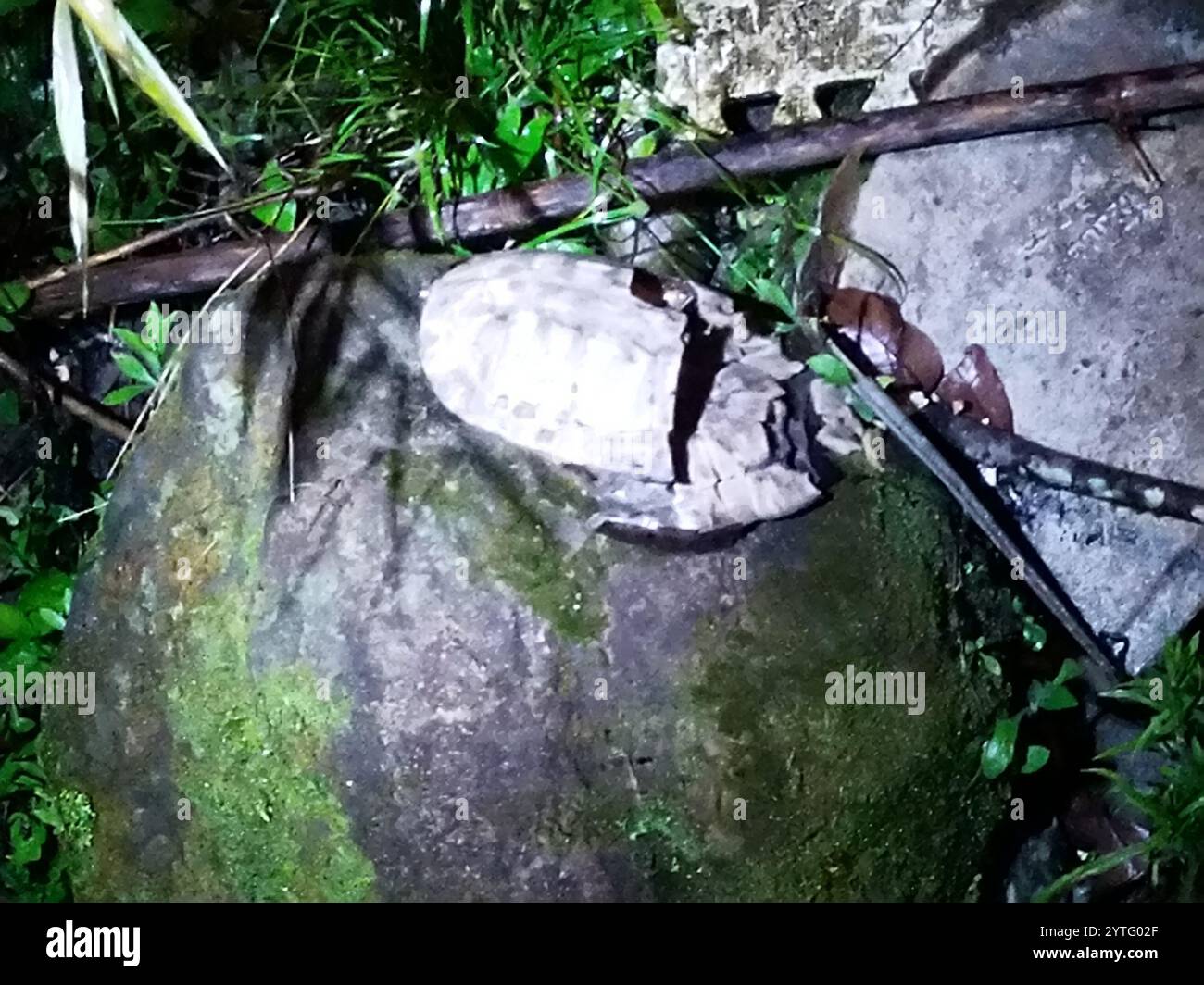 Turtles and Tortoises (Testudines Stock Photo - Alamy