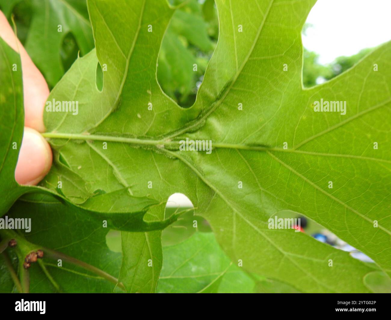 Contarinia hi-res stock photography and images - Alamy