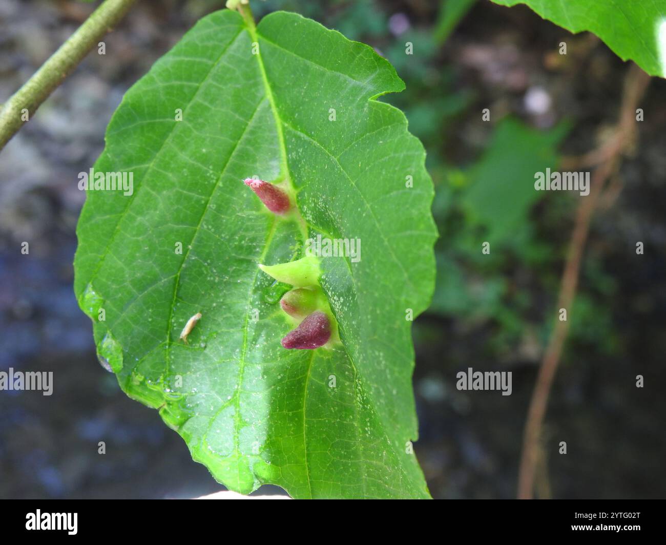 Witch-hazel Cone Gall Aphid (Hormaphis hamamelidis Stock Photo - Alamy