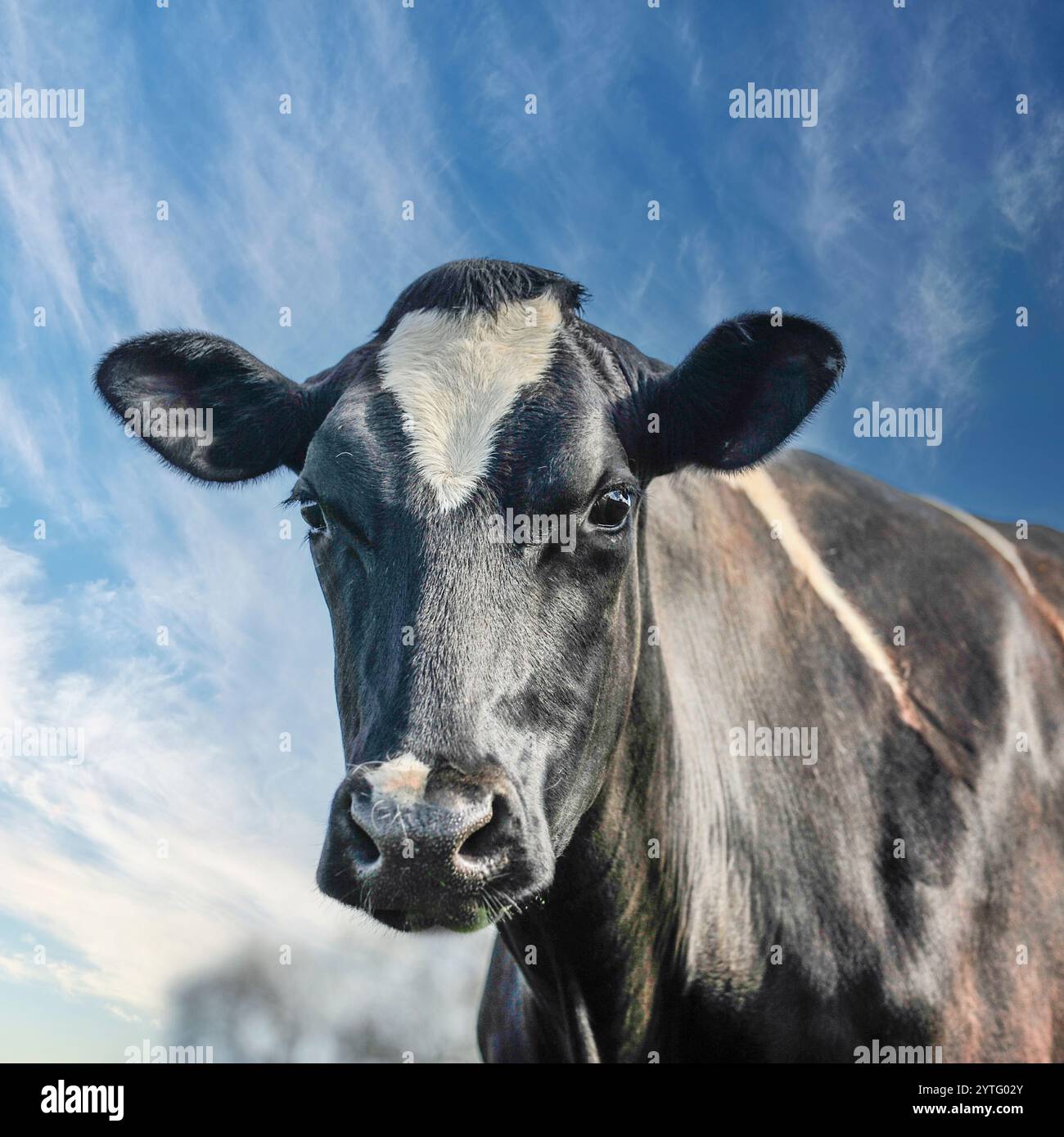 head and shoulders of a dairy cow Stock Photo - Alamy