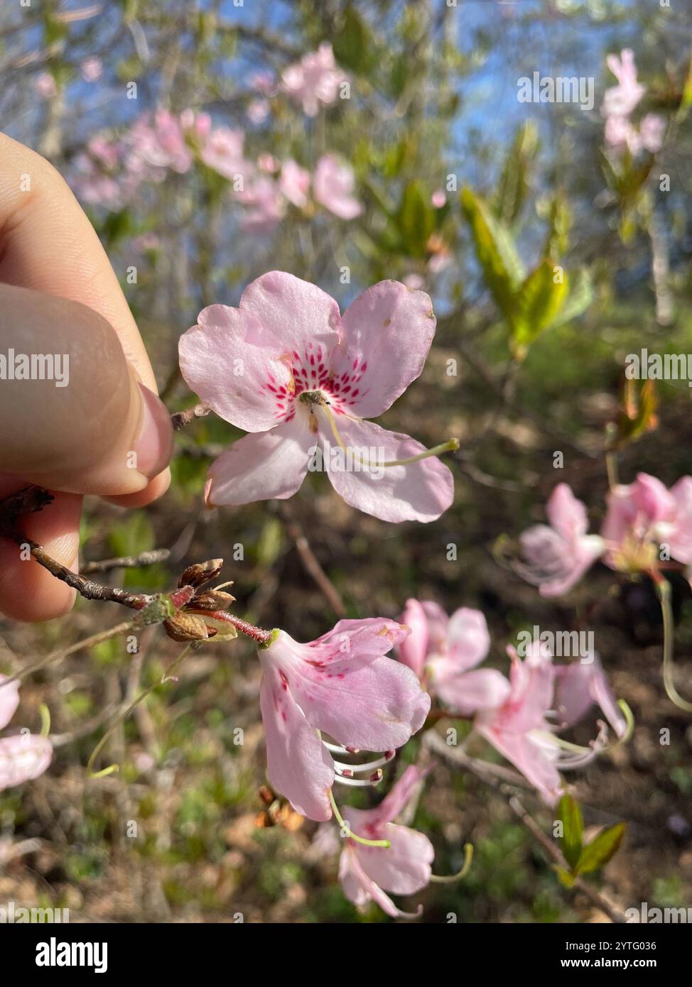 pinkshell azalea (Rhododendron vaseyi Stock Photo - Alamy