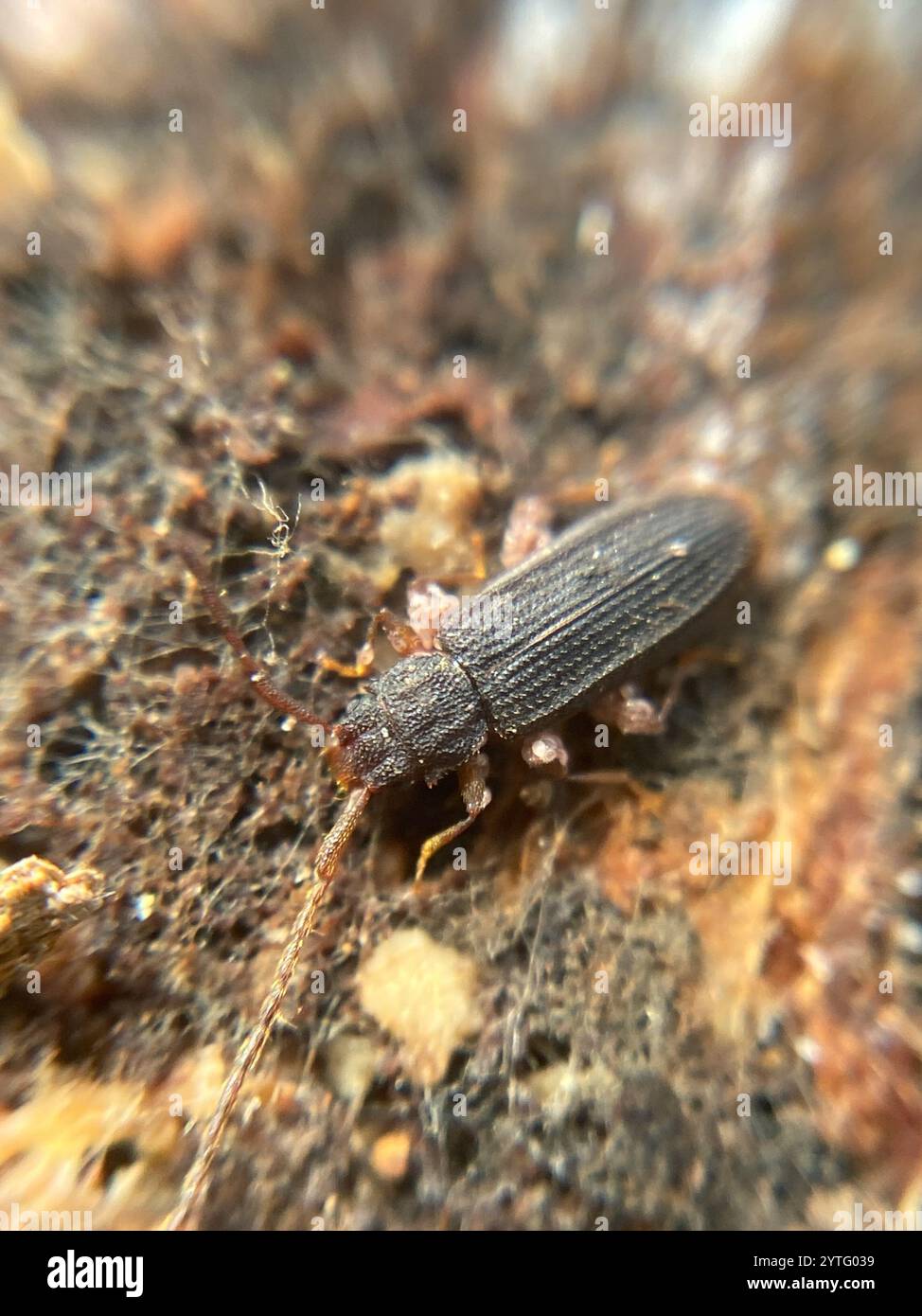 Uleiota planata hi-res stock photography and images - Alamy