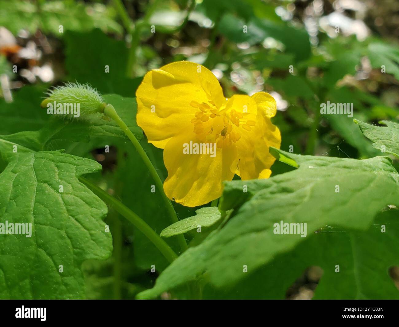 Celandine Poppy (Stylophorum diphyllum Stock Photo - Alamy