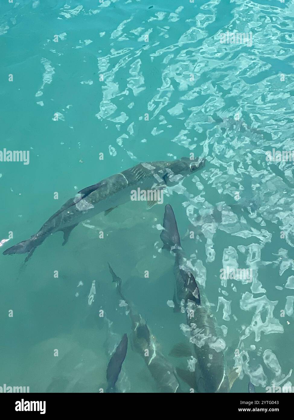 Atlantic Tarpon (Megalops atlanticus Stock Photo - Alamy