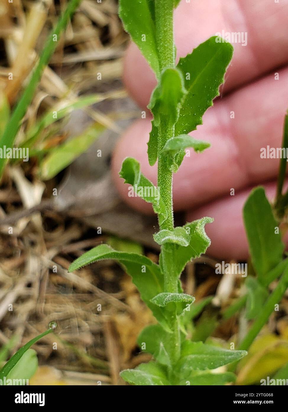 field peppergrass (Lepidium campestre Stock Photo - Alamy