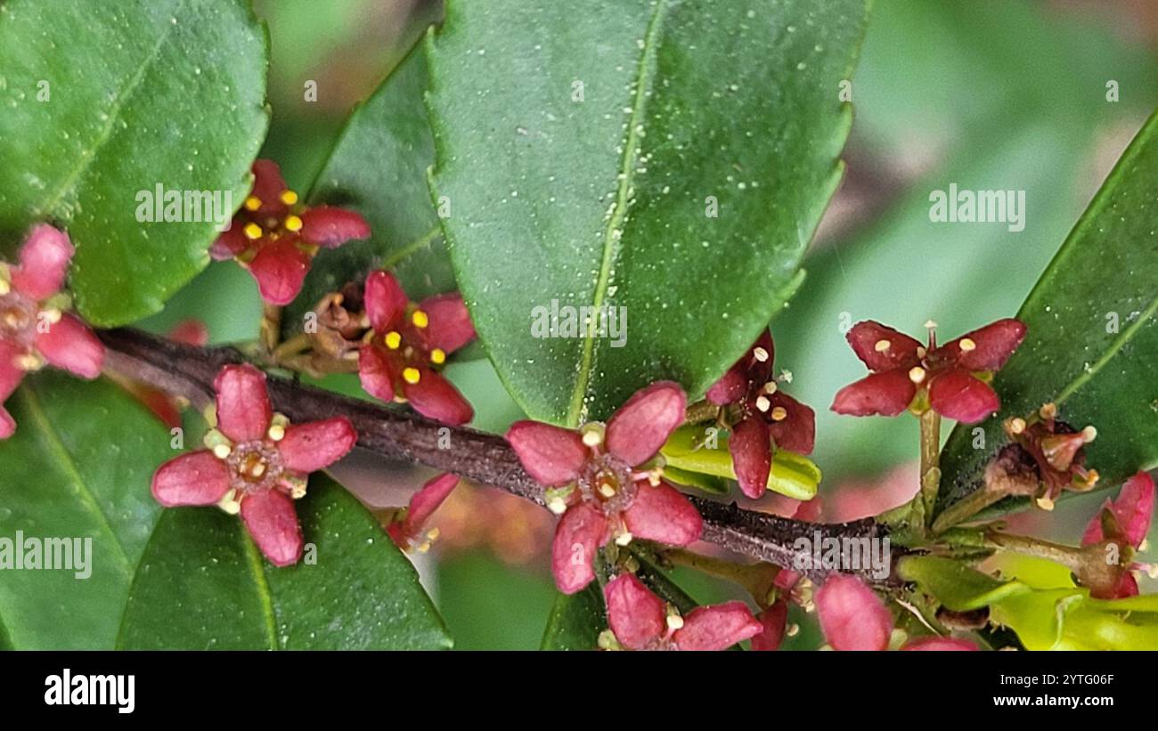 Oregon Boxwood (Paxistima myrsinites Stock Photo - Alamy
