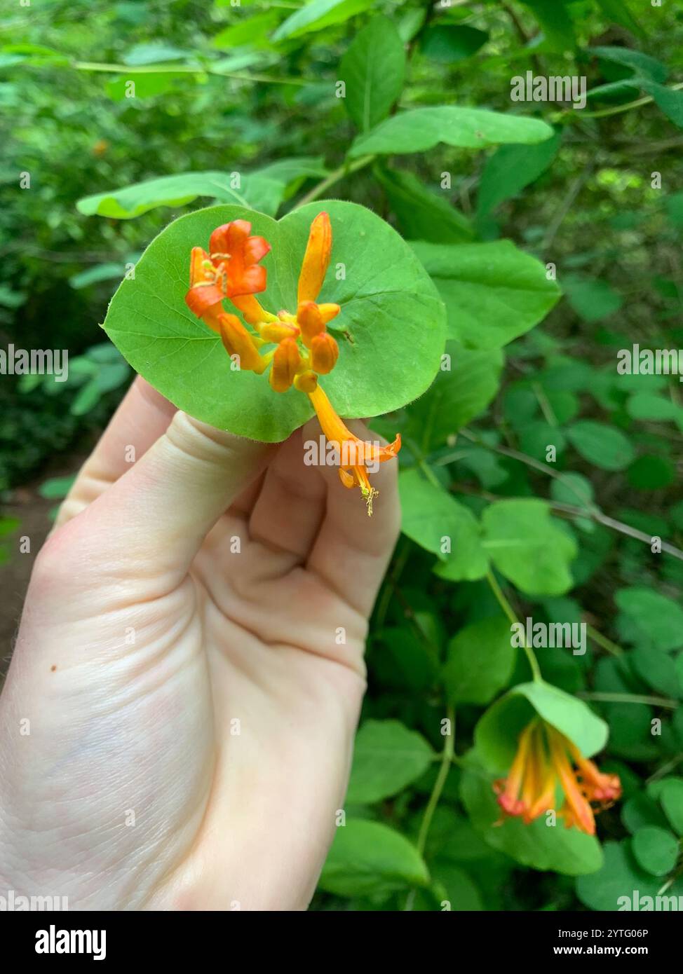 orange honeysuckle (Lonicera ciliosa Stock Photo - Alamy