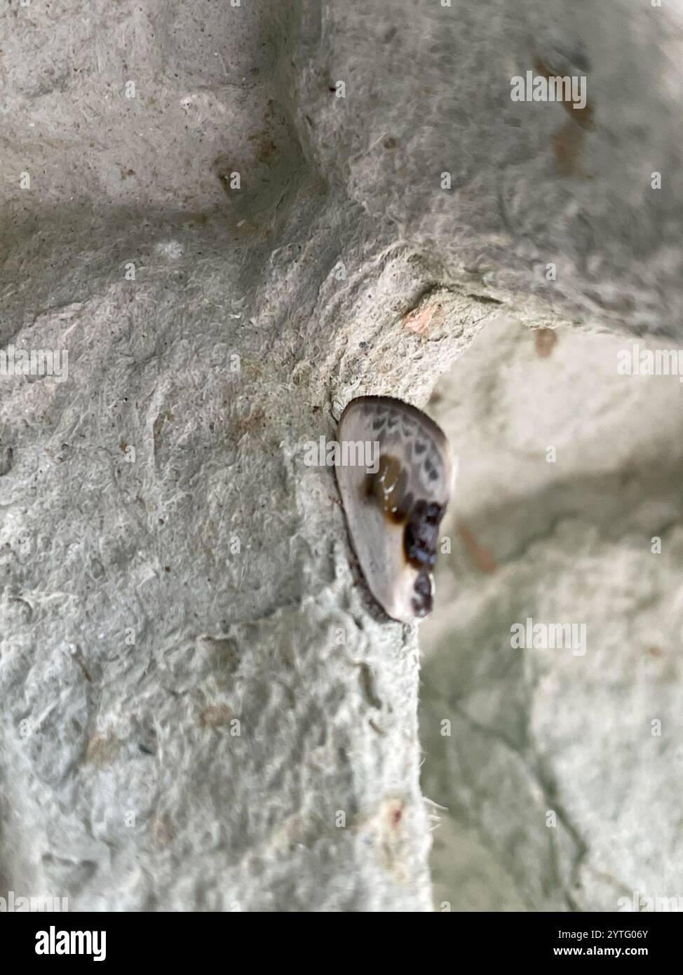 Chinese Character (Cilix glaucata Stock Photo - Alamy