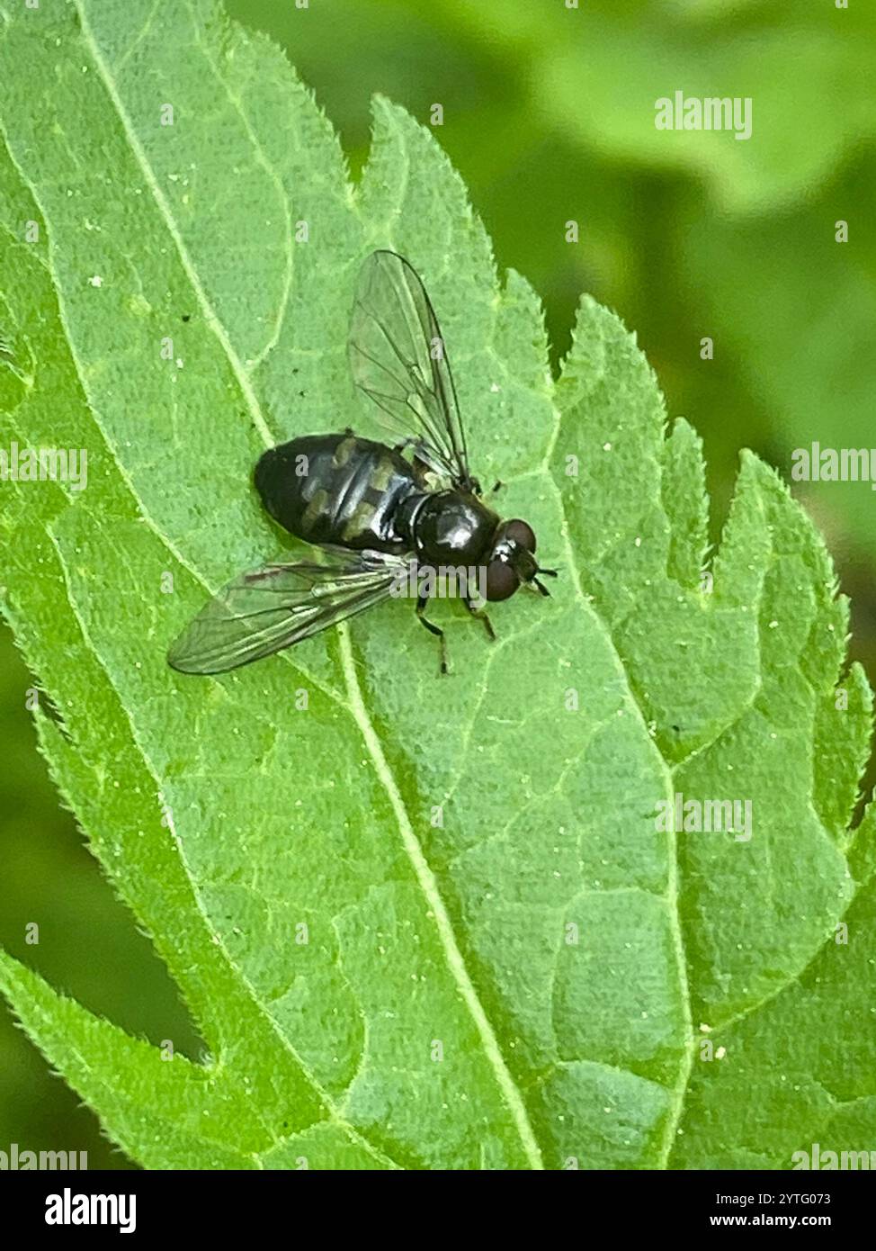 Four-spotted Pipiza (Pipiza quadrimaculata Stock Photo - Alamy