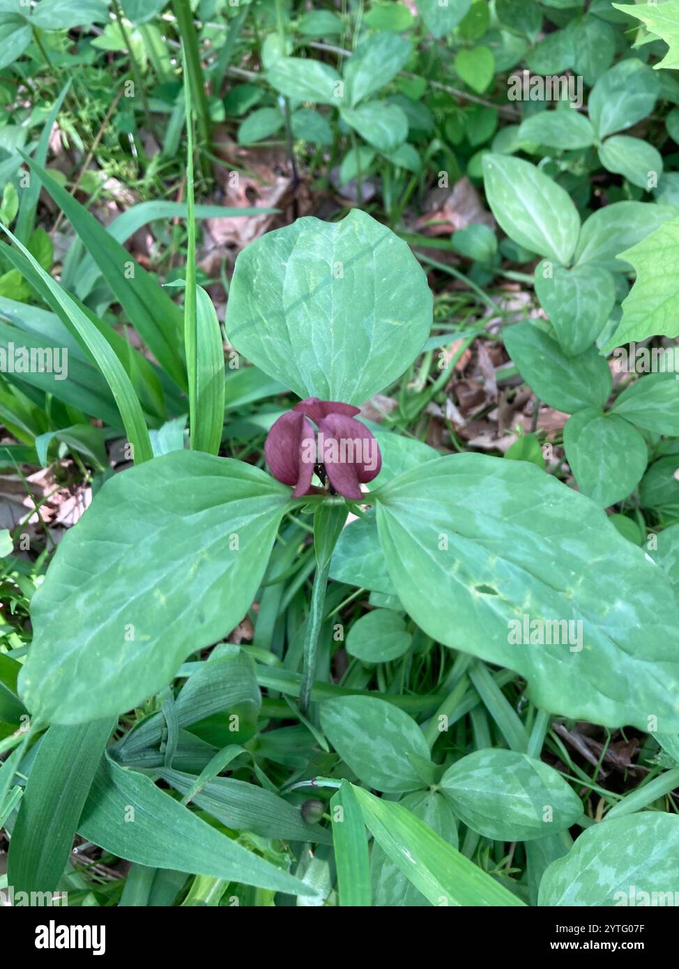 prairie trillium (Trillium recurvatum Stock Photo - Alamy
