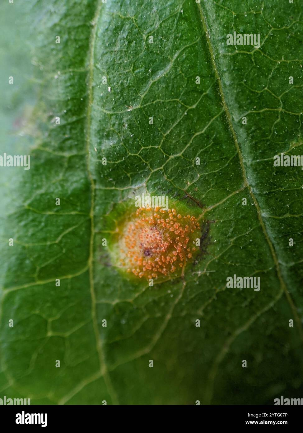 Crown Rust (Puccinia coronata Stock Photo - Alamy