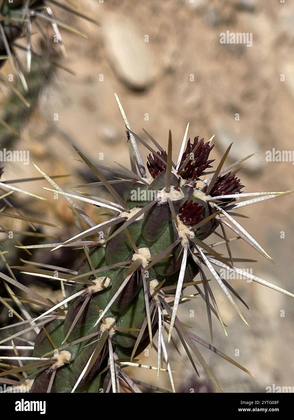 Santa Fe Cholla (Cylindropuntia × viridiflora Stock Photo - Alamy