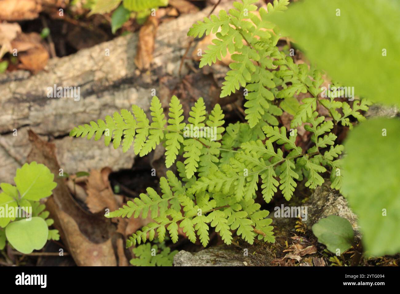 Cystopteris bulbifera hi-res stock photography and images - Alamy