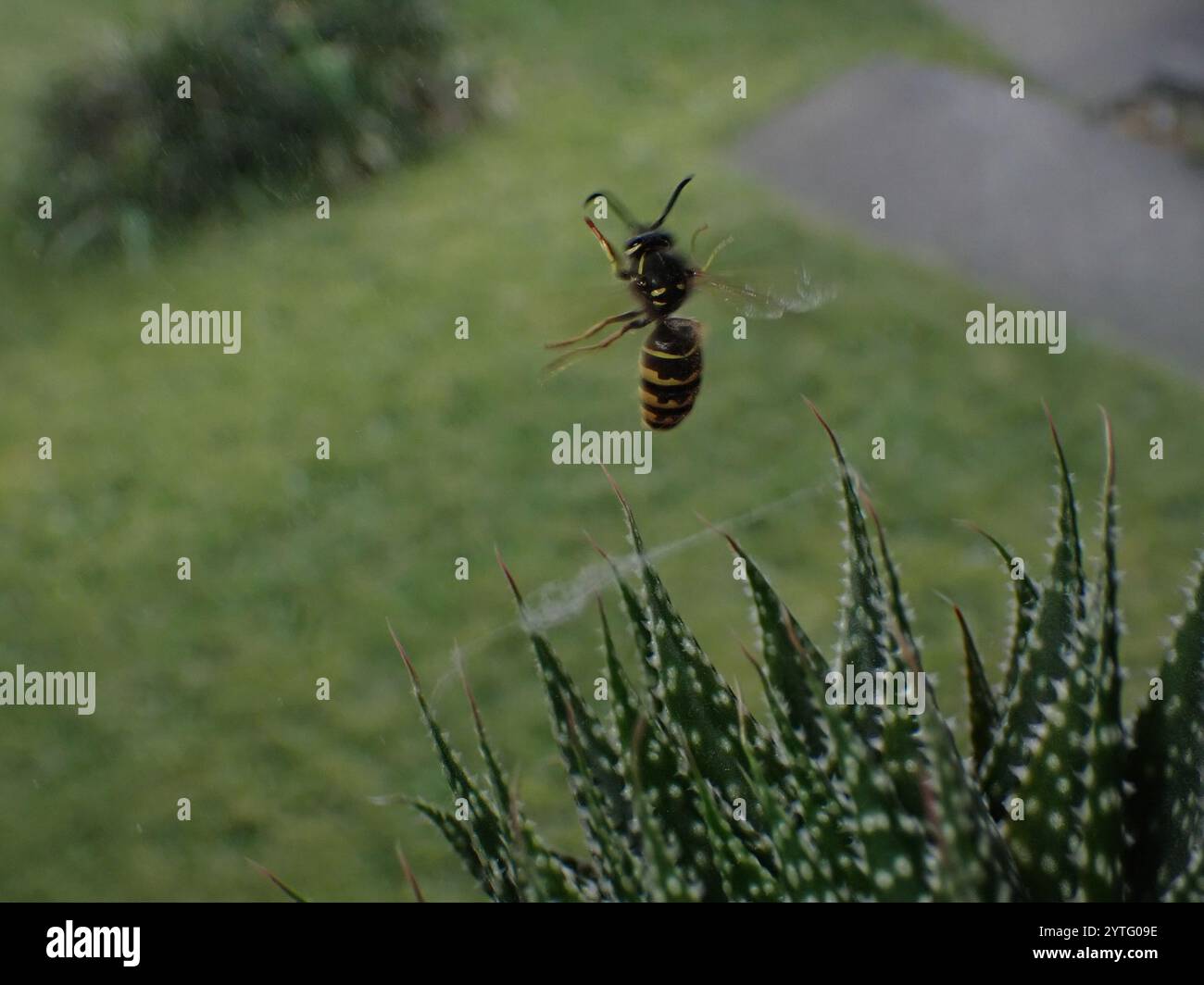 Alaska Yellowjacket (Vespula alascensis Stock Photo - Alamy