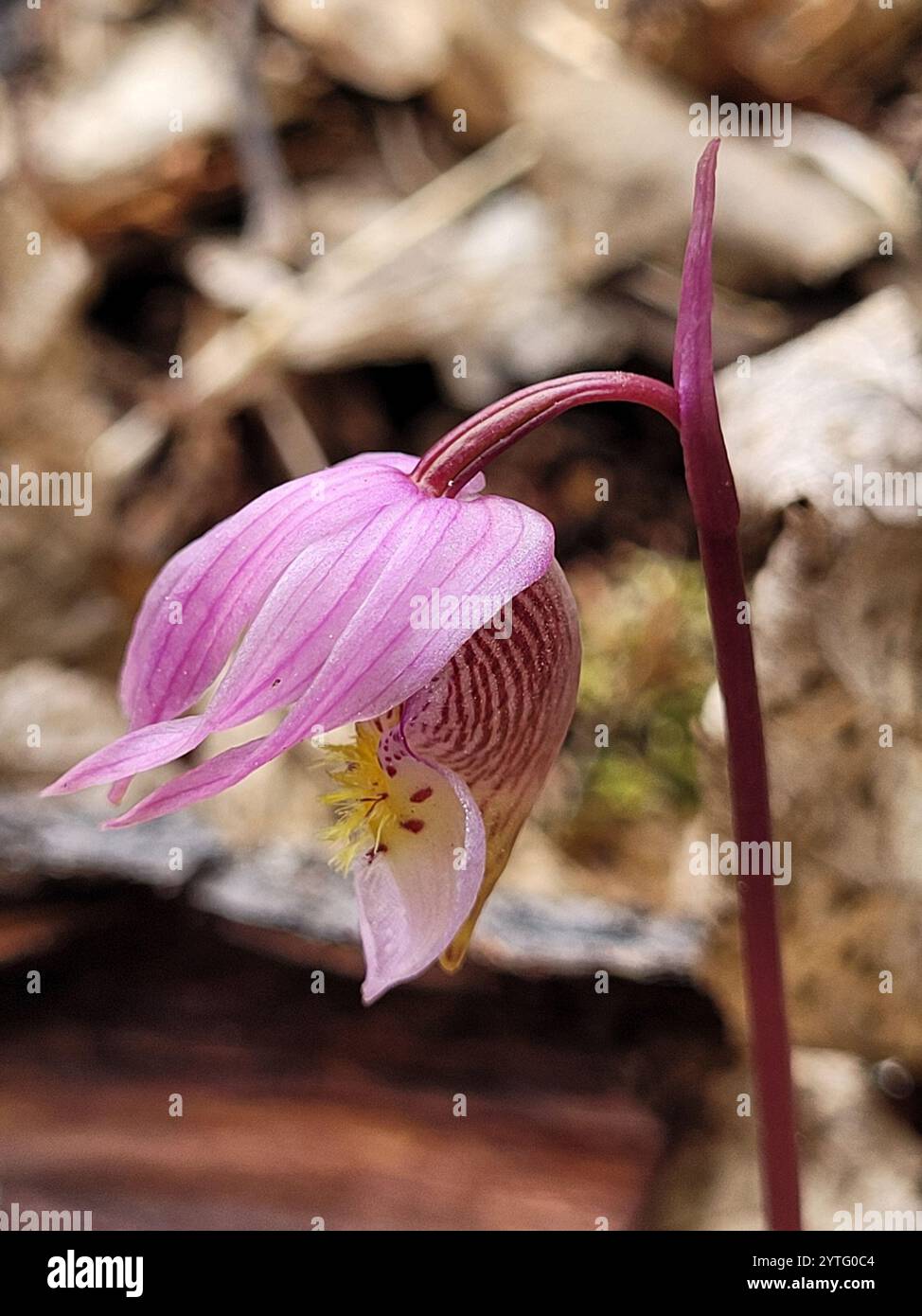 Eastern Fairy-slipper (Calypso bulbosa americana Stock Photo - Alamy