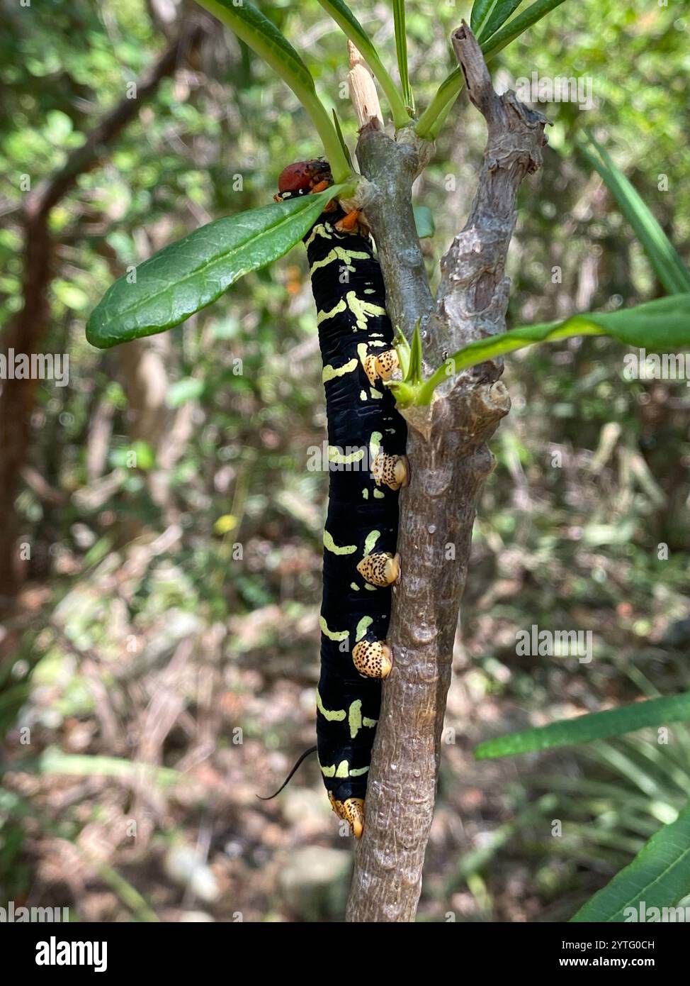 Tetrio Sphinx (Pseudosphinx tetrio Stock Photo - Alamy