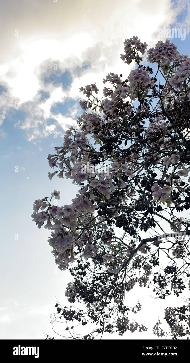 princess tree (Paulownia tomentosa Stock Photo - Alamy