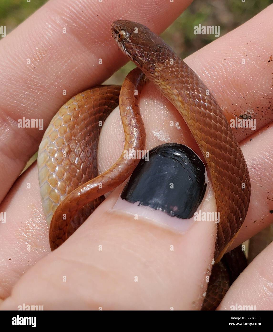 Pine Woods Littersnake (Rhadinaea flavilata Stock Photo - Alamy