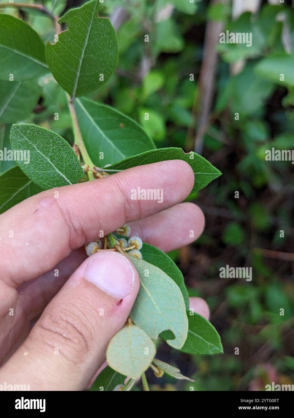 coastal plain staggerbush (Lyonia fruticosa Stock Photo - Alamy