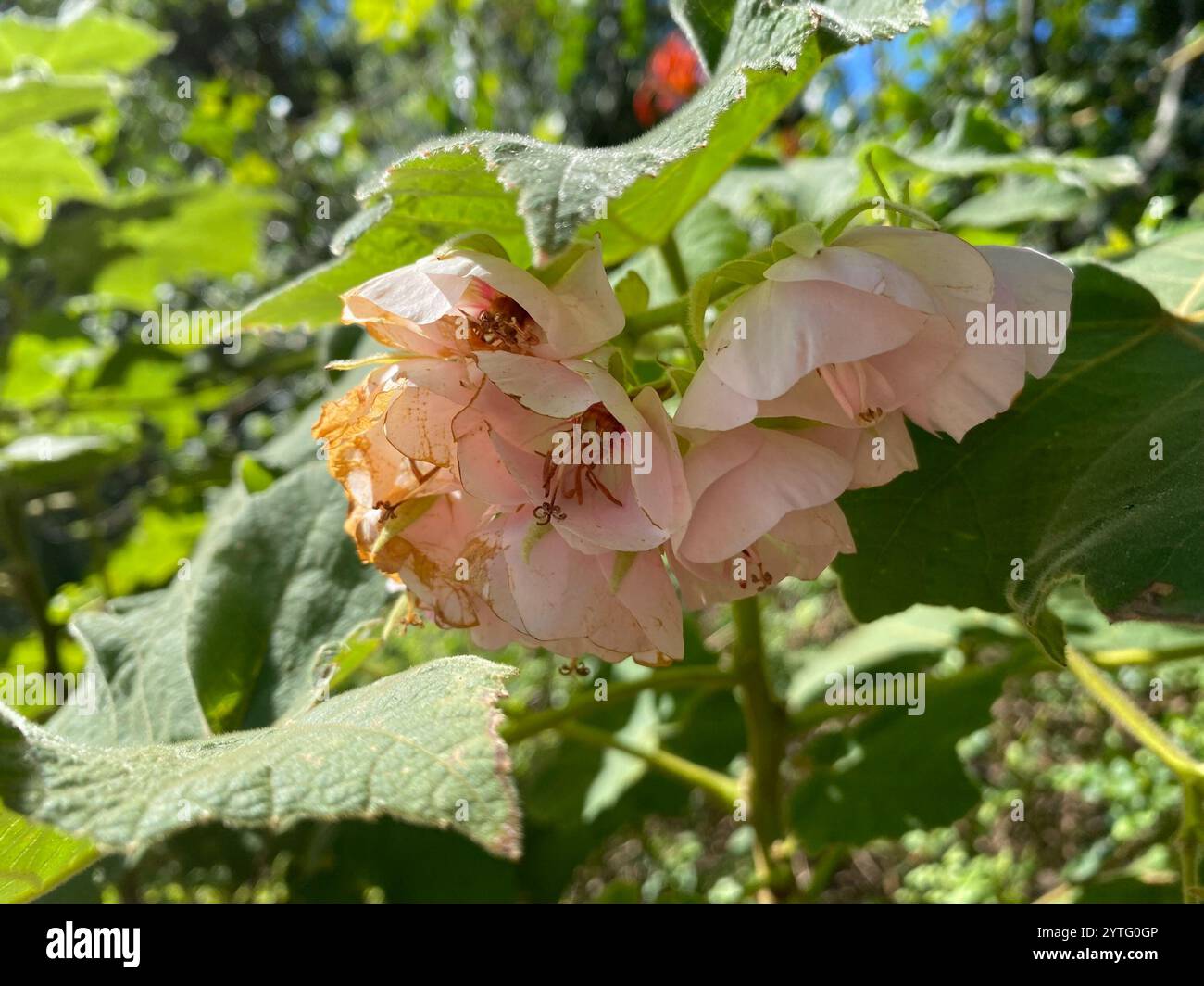 Pink Dombeya (Dombeya burgessiae Stock Photo - Alamy