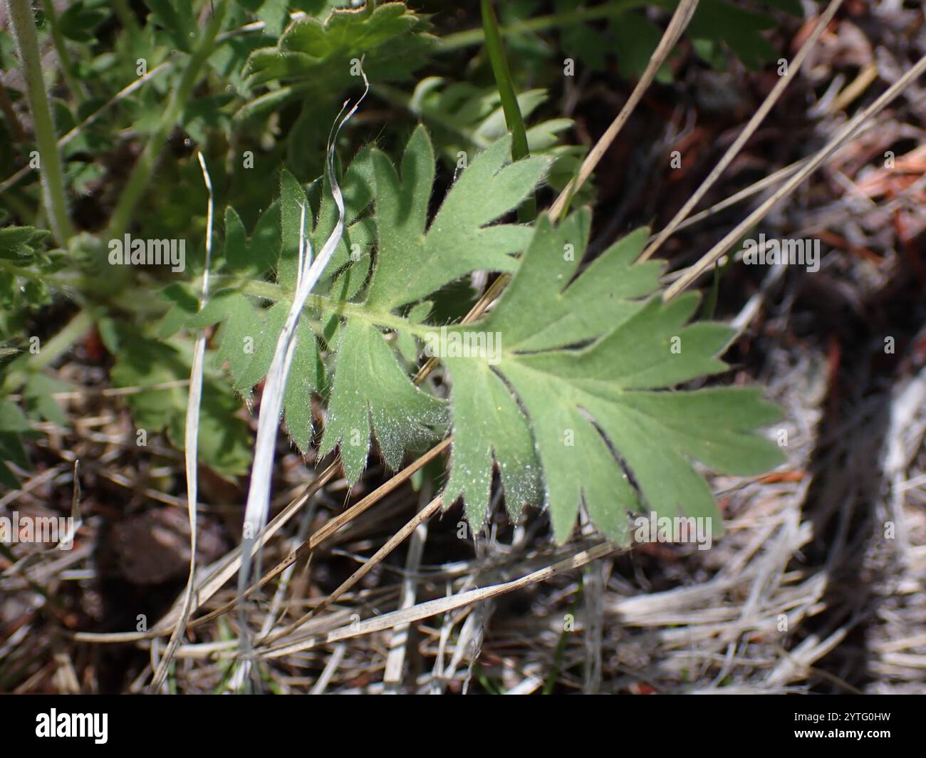 prairie smoke (Geum triflorum Stock Photo - Alamy