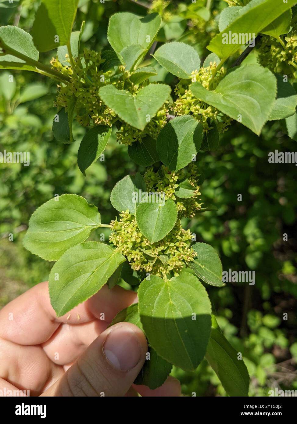 common buckthorn (Rhamnus cathartica Stock Photo - Alamy