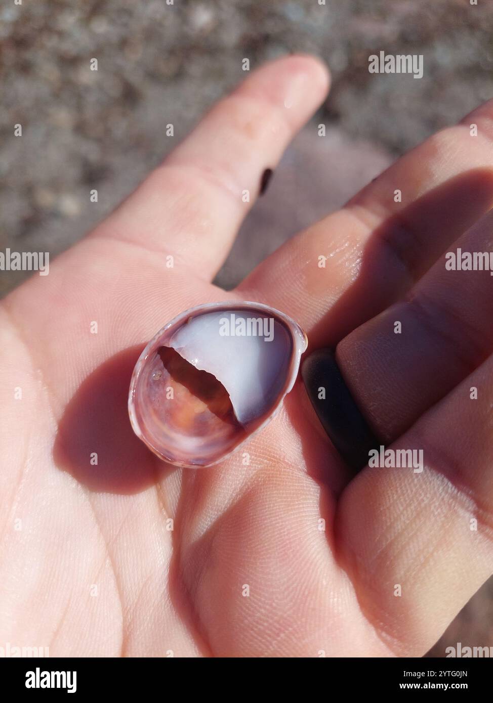 Common Atlantic Slippersnail (Crepidula fornicata Stock Photo - Alamy