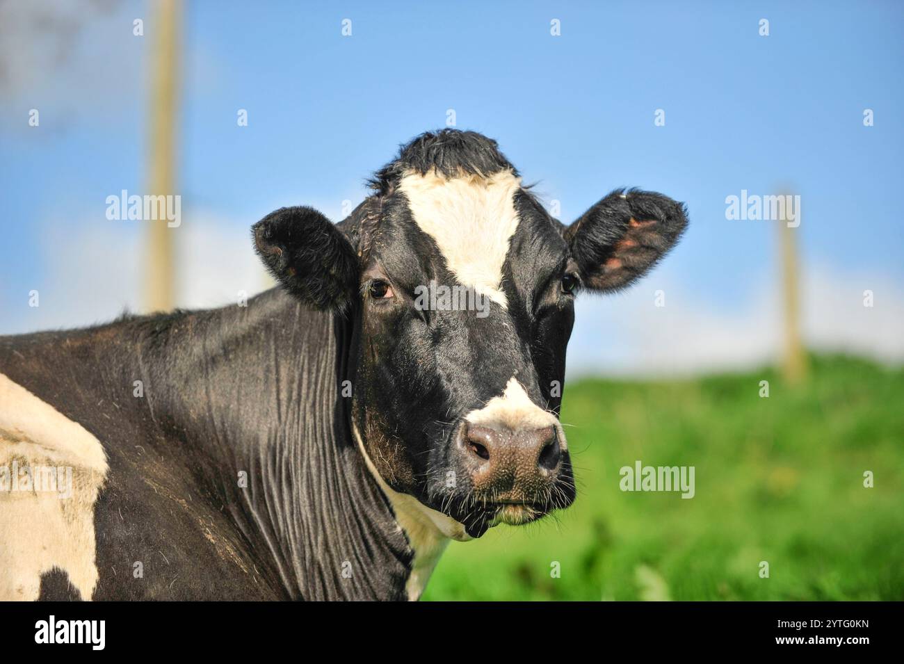 Cow head facing camera hi-res stock photography and images - Alamy