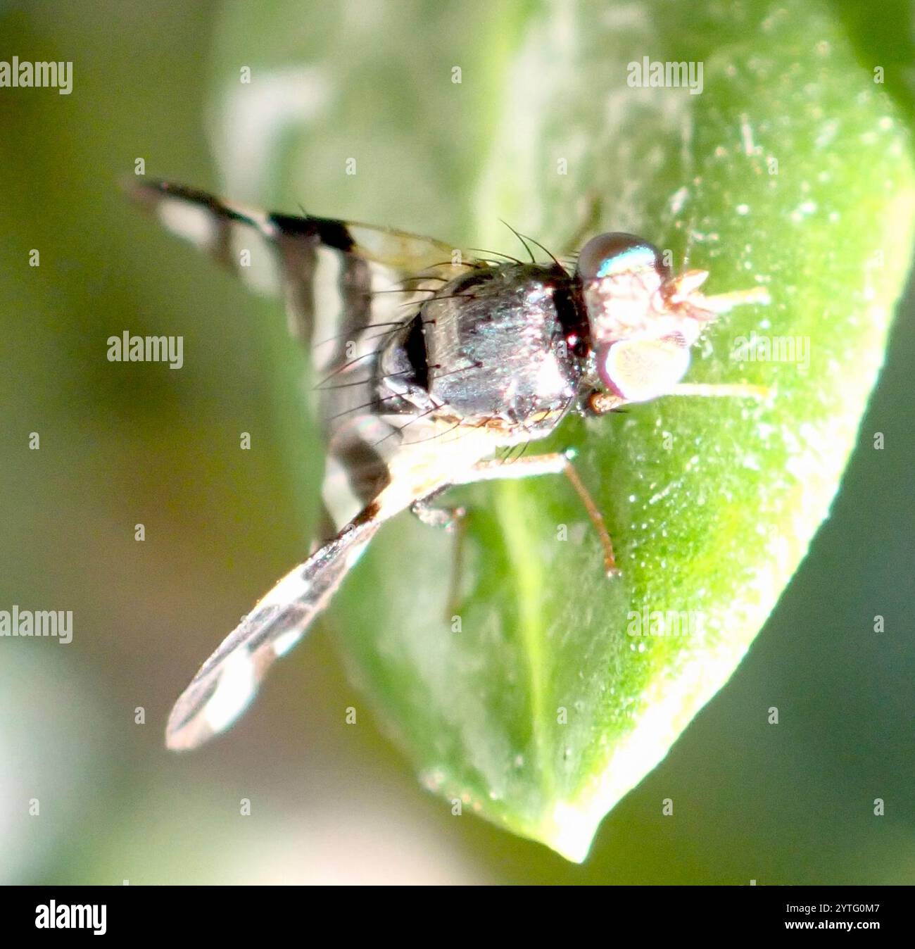 Sixspot hi-res stock photography and images - Alamy