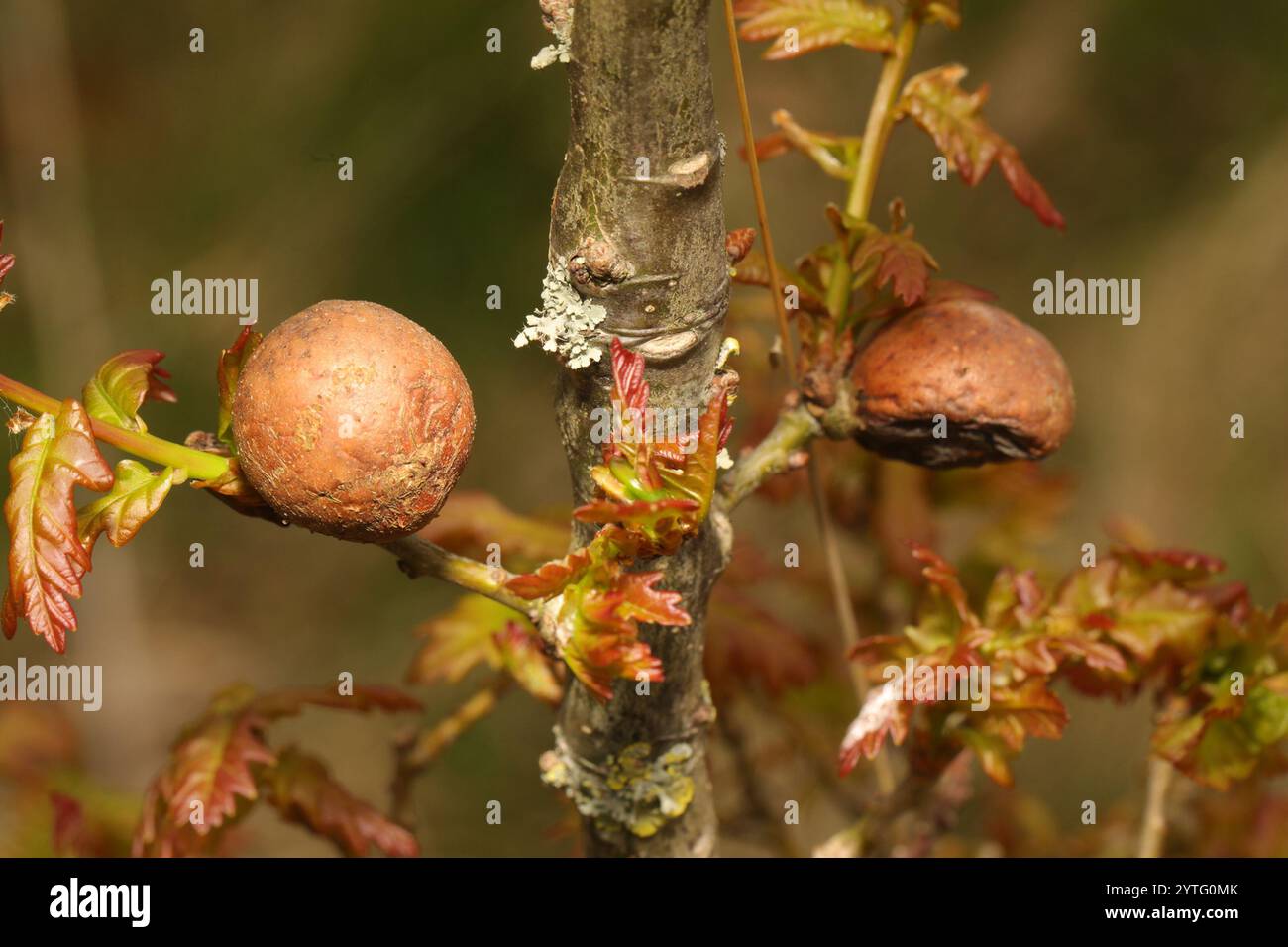 Oak Marble Gall Wasp (Andricus kollari Stock Photo - Alamy