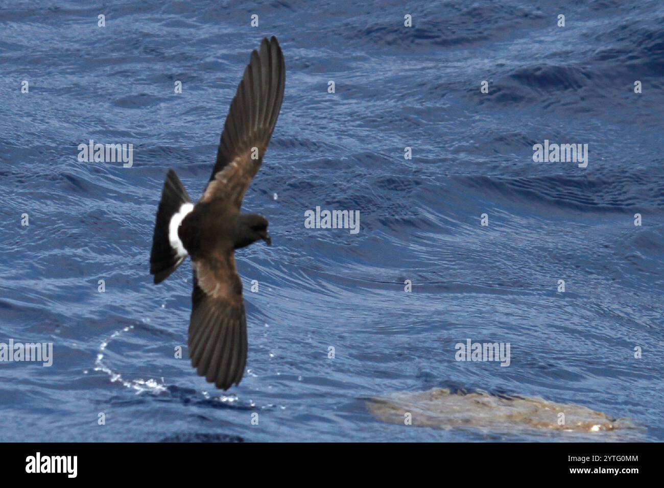 Wilson's Storm-Petrel (Oceanites oceanicus Stock Photo - Alamy