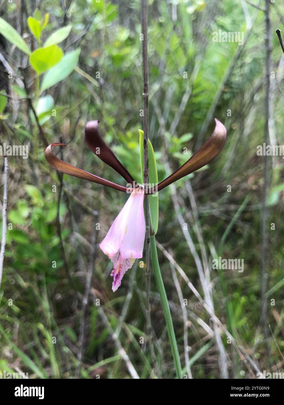 Small Coastal Plain Spreading Pogonia (Cleistesiopsis oricamporum Stock ...