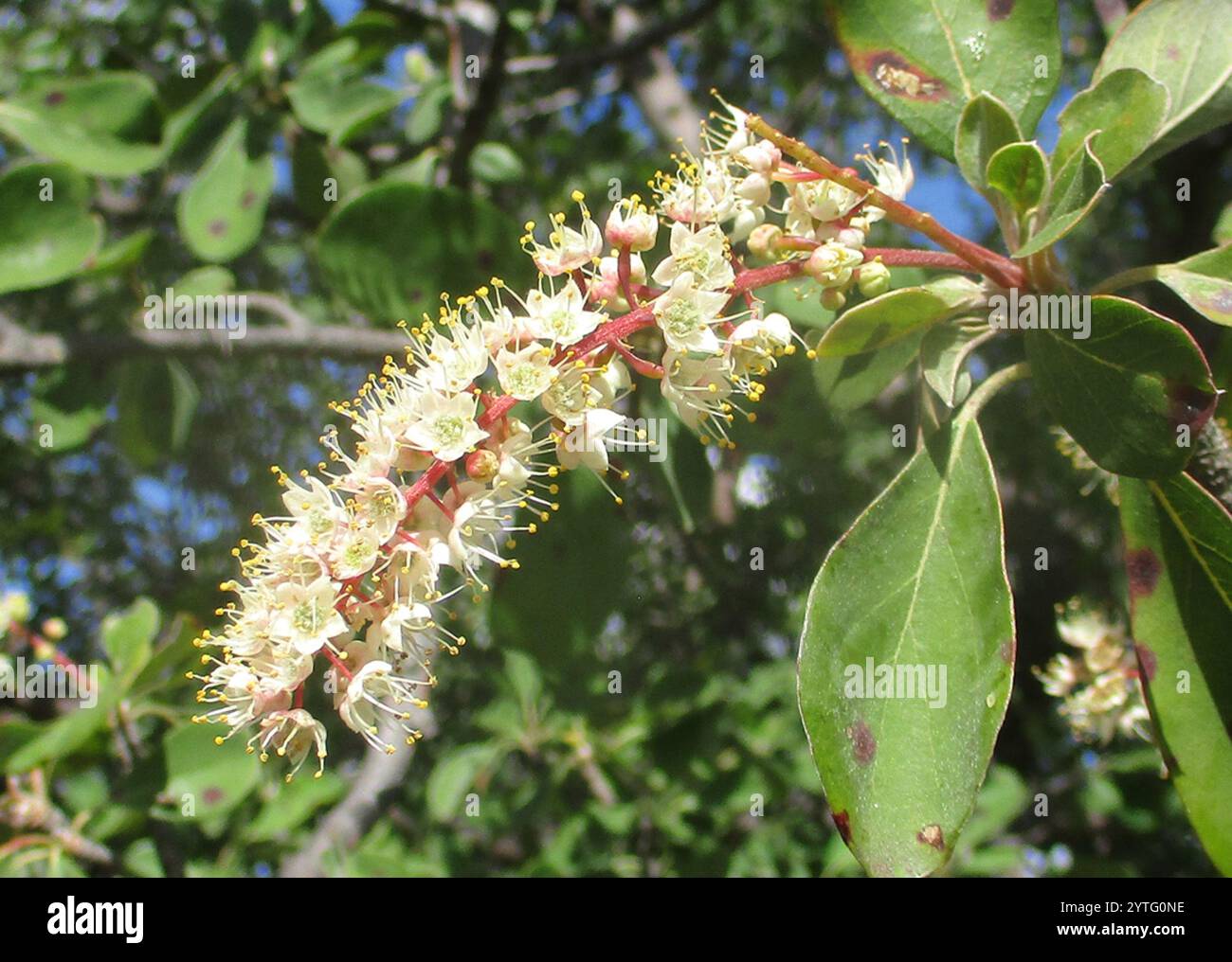Clusterleaf hi-res stock photography and images - Alamy