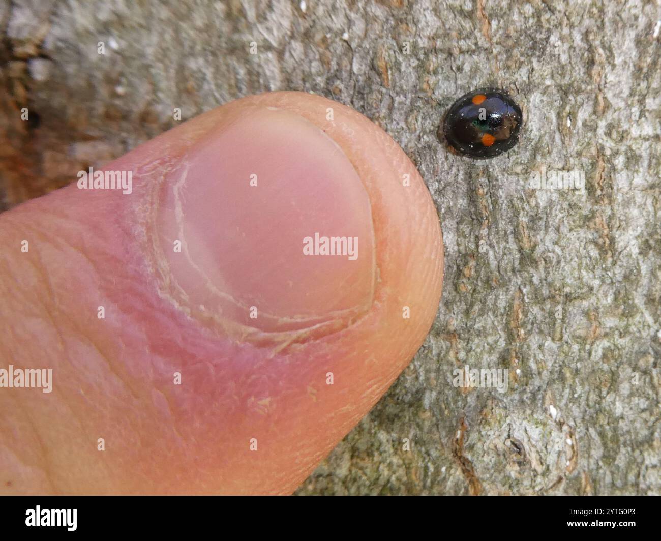 Twice-stabbed Lady Beetle (Chilocorus stigma Stock Photo - Alamy