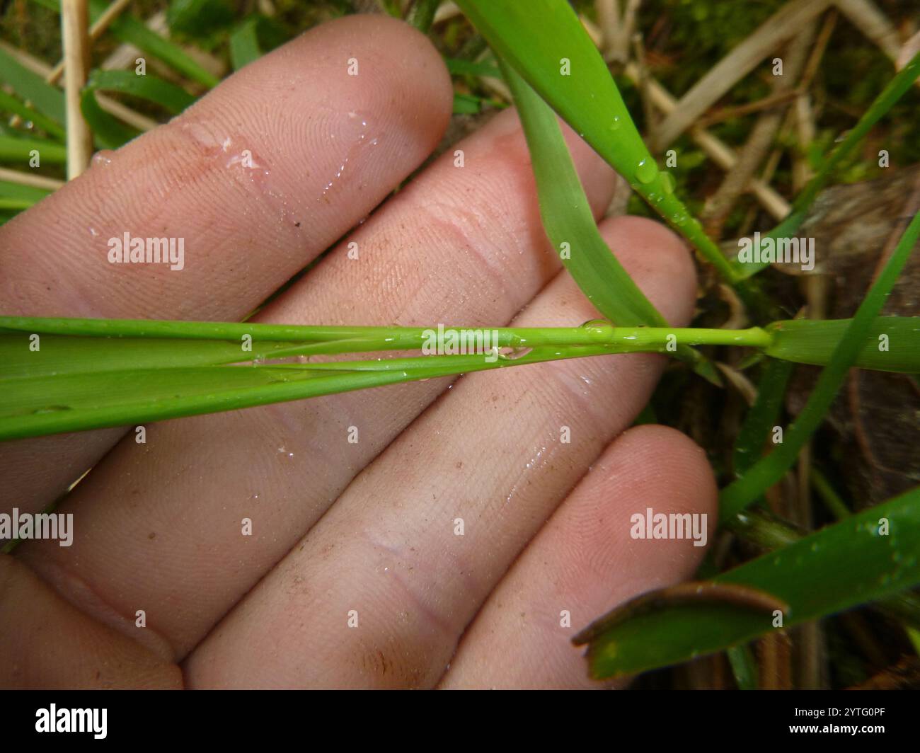 Purple moor grass (Molinia caerulea Stock Photo - Alamy