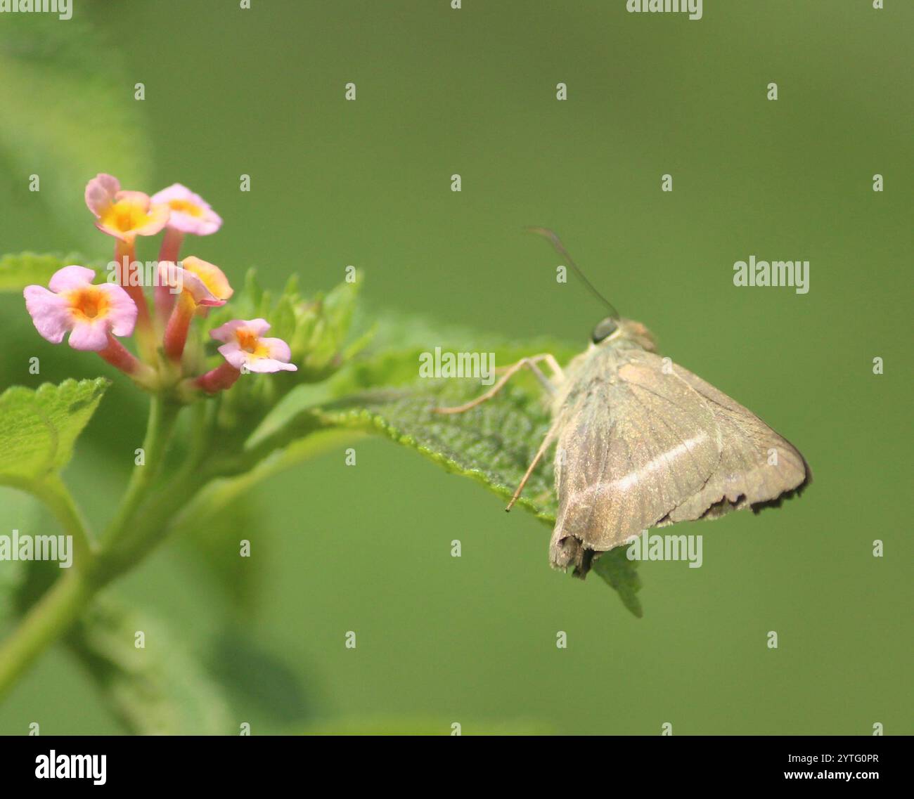 Chromus hi-res stock photography and images - Alamy