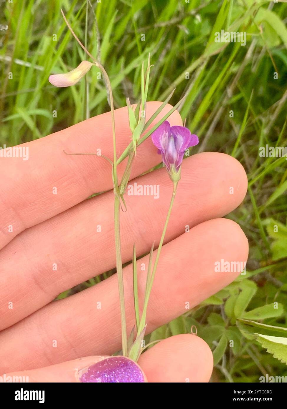 Angled Pea (Lathyrus angulatus Stock Photo - Alamy